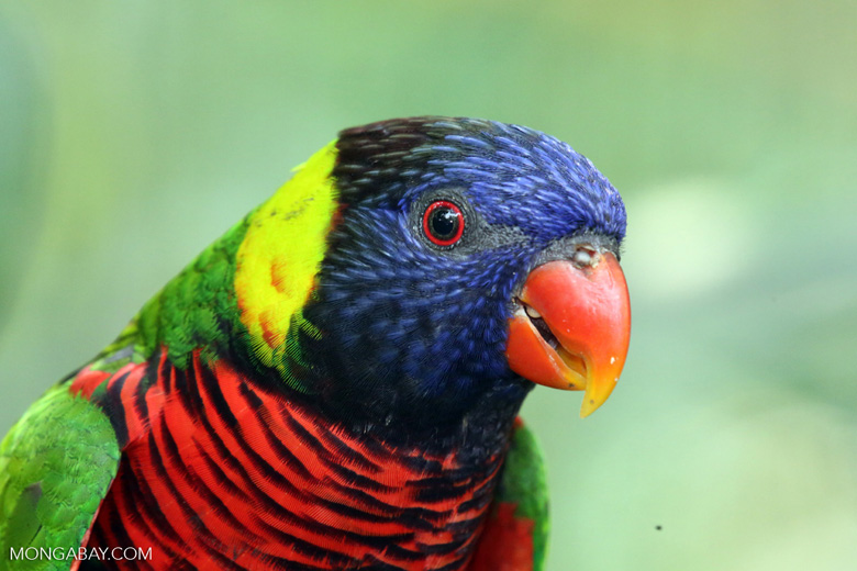 Parrot memory game! – Mongabay Kids