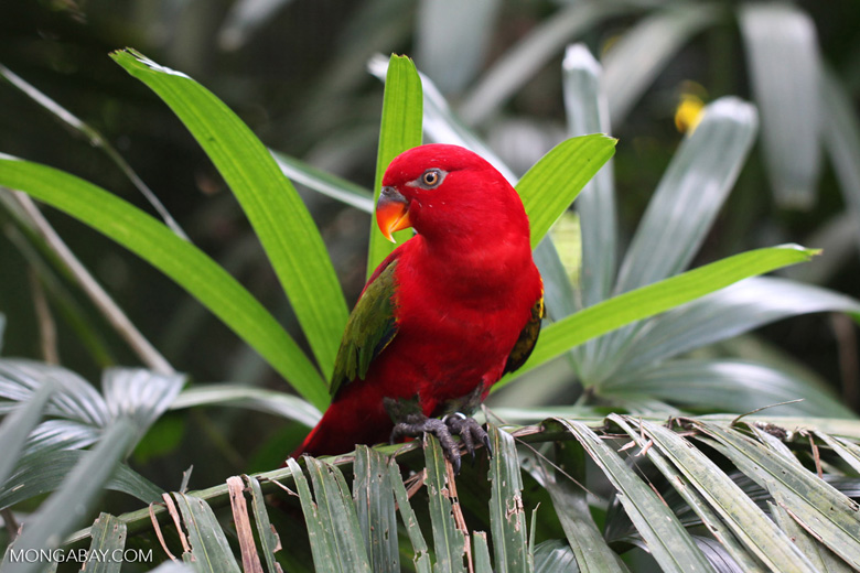 Parrot memory game! – Mongabay Kids