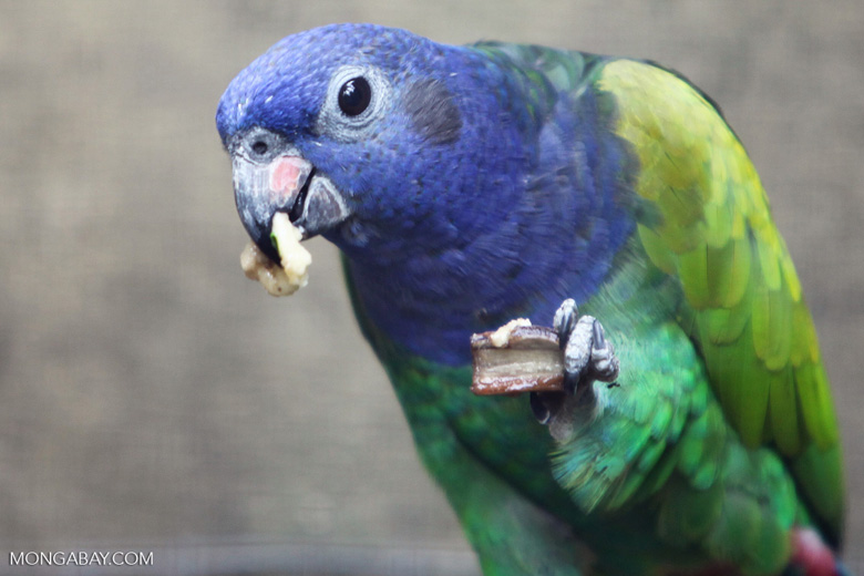 Parrot memory game! – Mongabay Kids