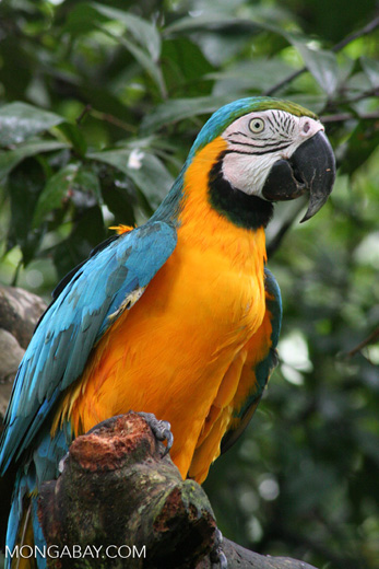 Parrot memory game! – Mongabay Kids