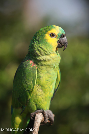 Parrot memory game! – Mongabay Kids