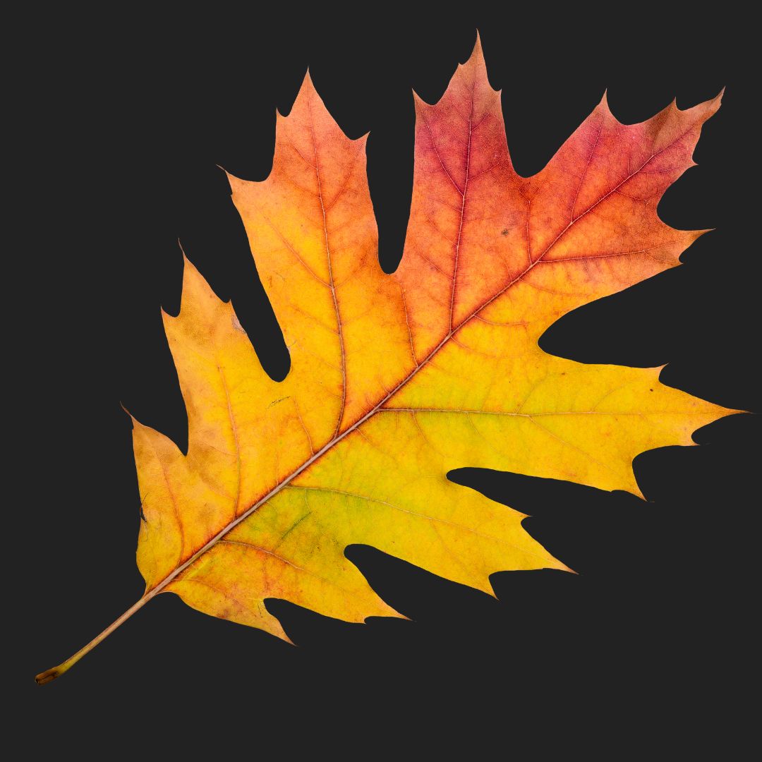 Leaf memory game – Mongabay Kids