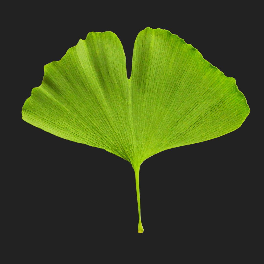 Leaf memory game – Mongabay Kids