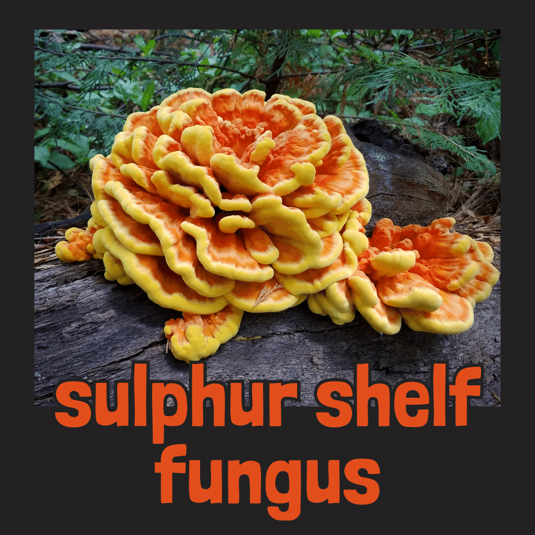 Fungus memory game – Mongabay Kids