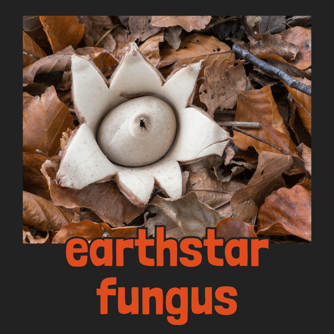 Fungus memory game – Mongabay Kids
